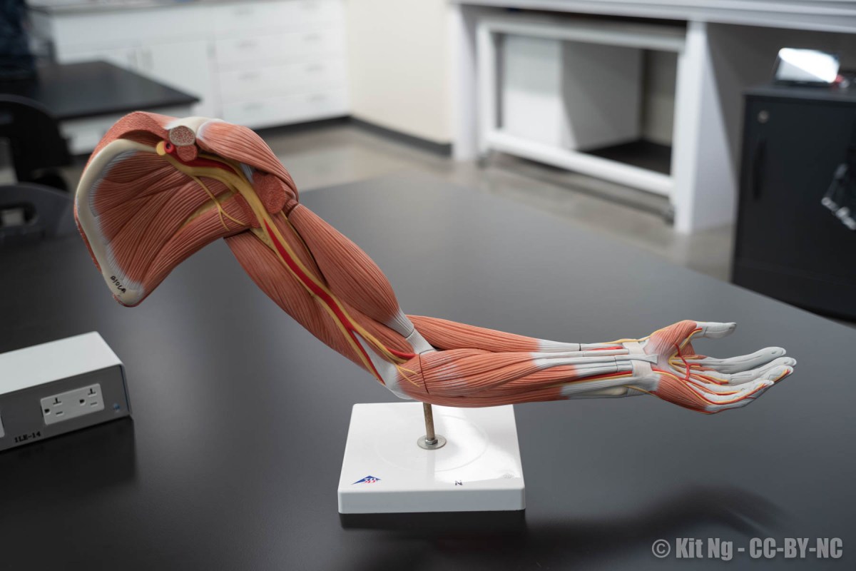 Upper Limb – Kit Ng, Ph.D.