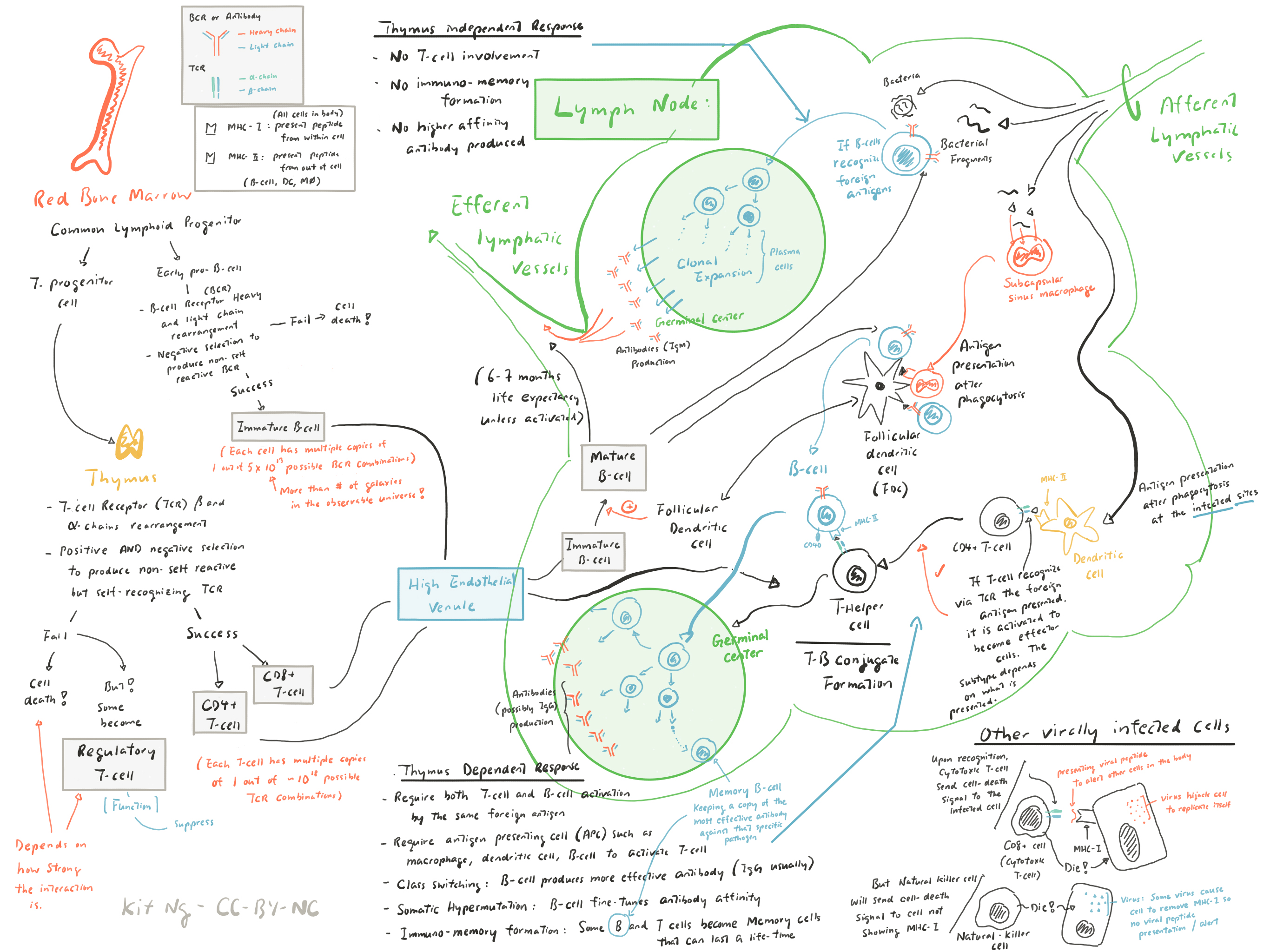 Overview of the Adaptive Immune Response in the Lymph Nodes – Kit Ng, Ph.D.
