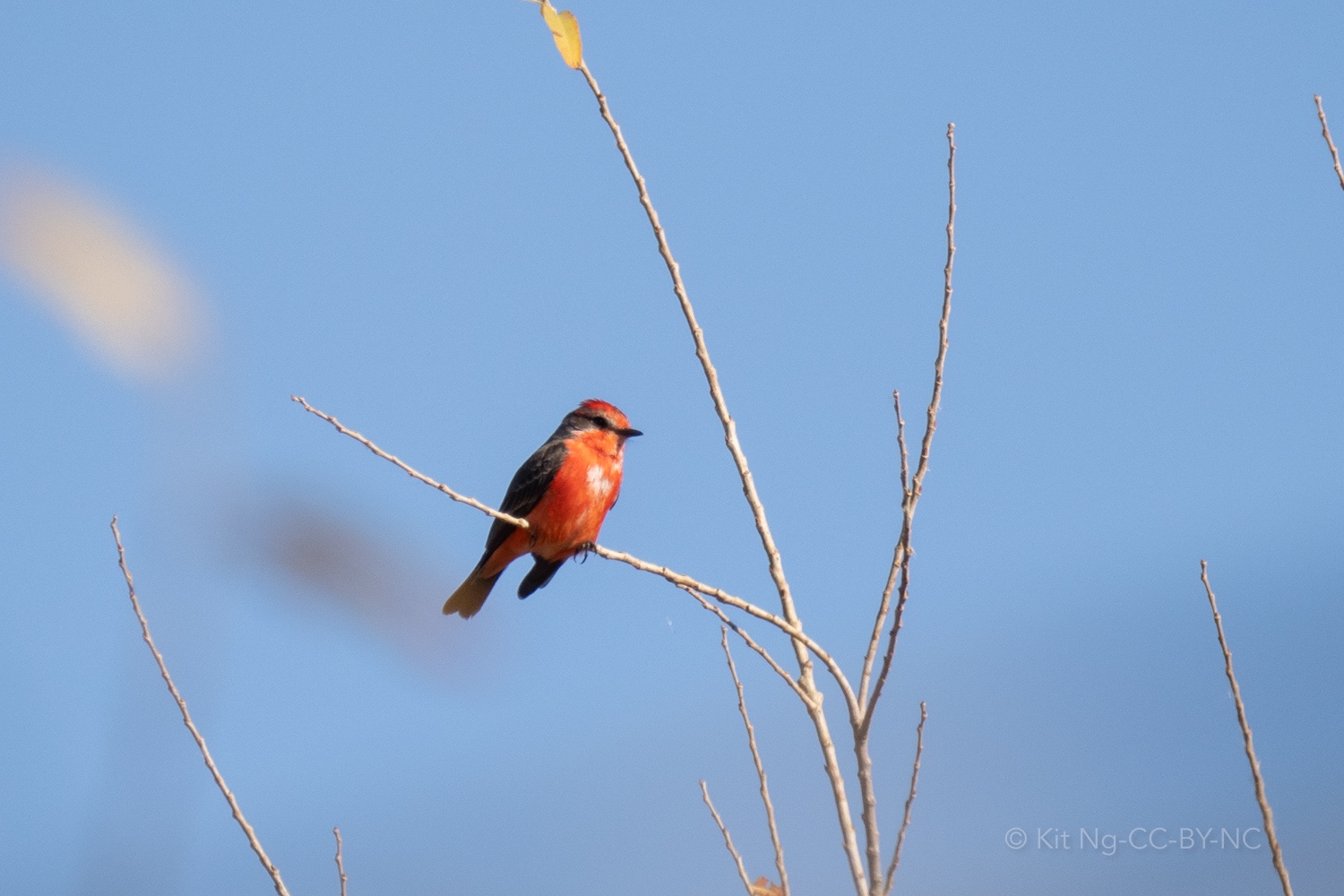 Vermilion Flycatcher – Kit Ng, Ph.D.